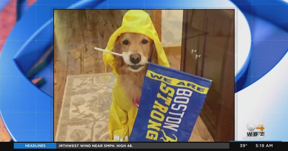Spencer the Boston Marathon dog to be honored with portrait at Fairmont ...
