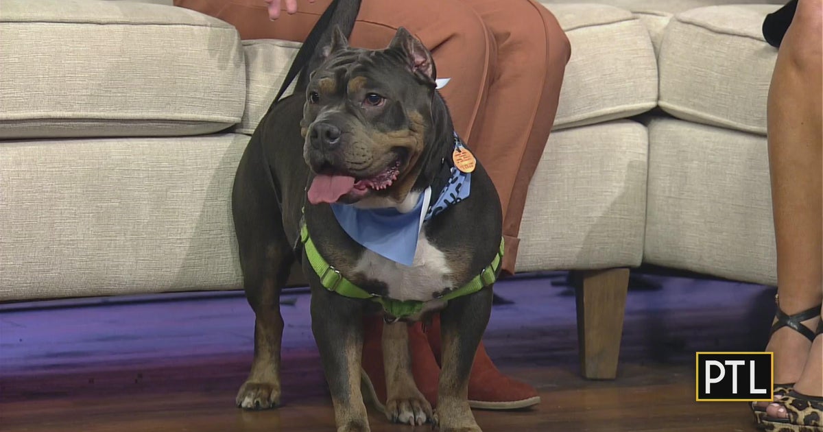 HARP's Penguins & Paws Calendars available now for the new year - CBS ...