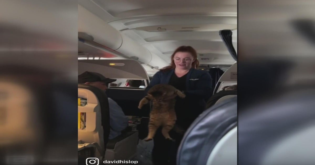 Stewardess wrangles unruly cat on United flight - CBS Chicago