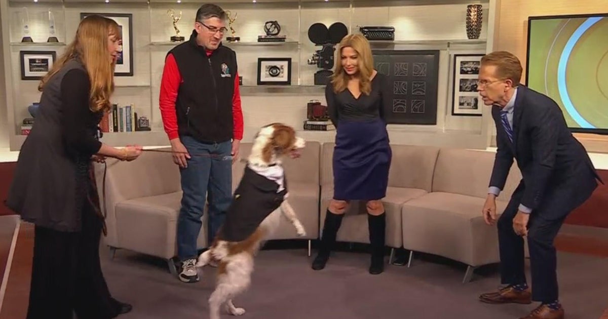 Dexter, the inspiring dog who learned to walk on his back legs, in N.J ...