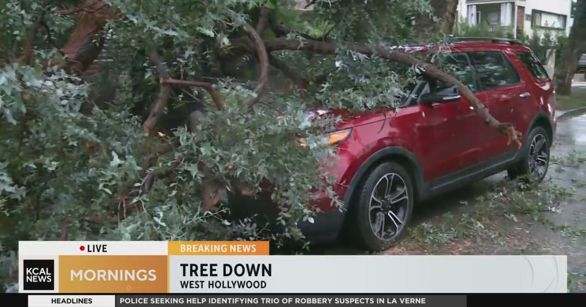 Eucalyptus tree falls on vehicles in West Hollywood - CBS Los Angeles