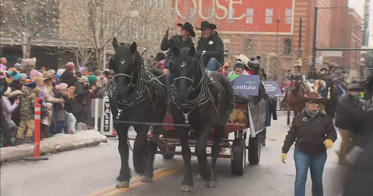 National Western Stock Show kick-off parade hits the streets of Denver ...