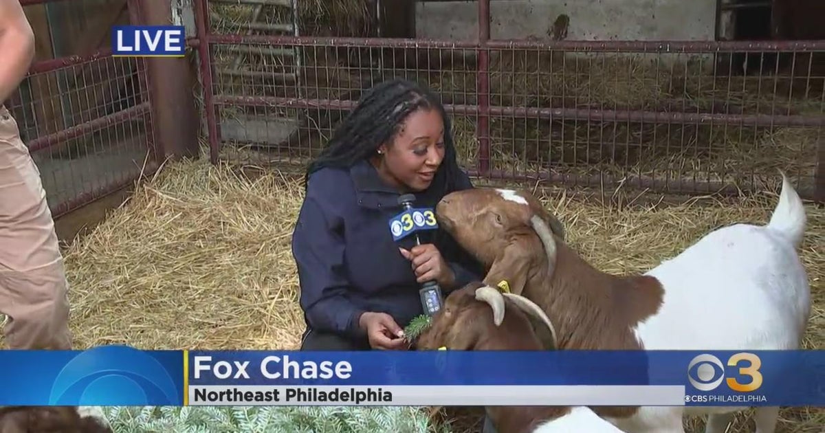 CBS Philadelphia's Wakisha Bailey makes a goat friend - CBS Philadelphia