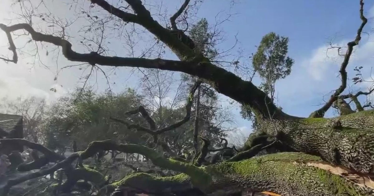 Atmospheric river: Flooding strikes Solano; 275-year-old oak tree falls ...