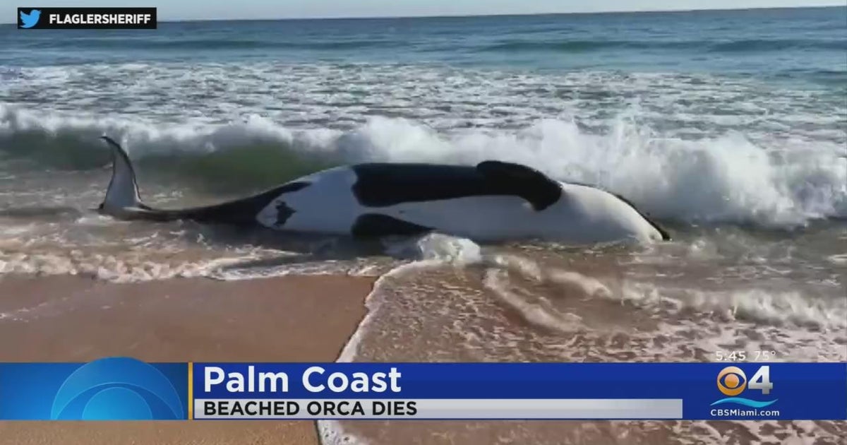 Orca washes ashore in Florida - CBS Miami