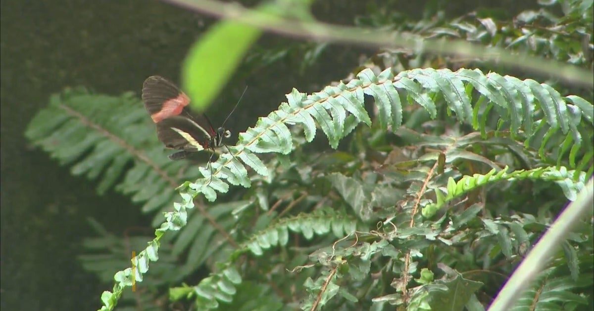 Peggy Notebaert Nature Museum celebrates 166th birthday - CBS Chicago