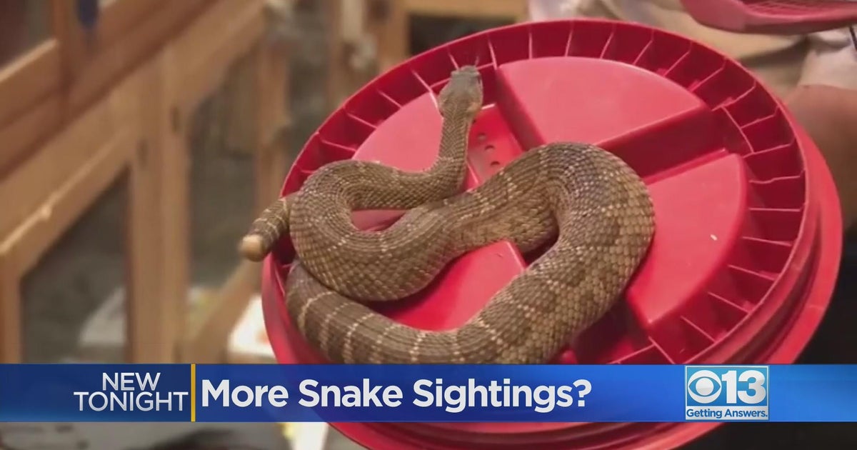 Recent heavy rain could mean more snake sightings - CBS Sacramento