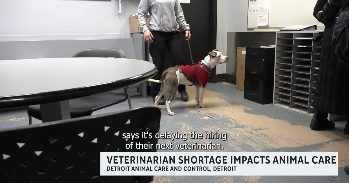 Veterinarians needed at Detroit Animal Care and Control - CBS Detroit