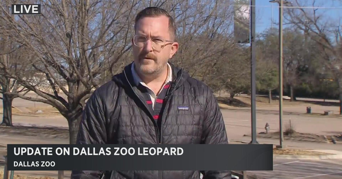 Dallas Zoo update on missing clouded leopard - CBS Texas