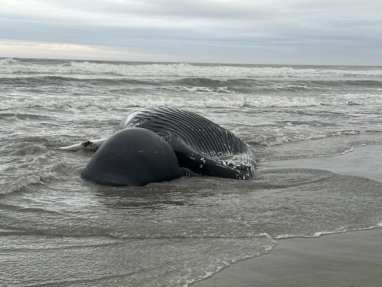 Whale found in Brigantine was struck by a marine vessel, researchers ...