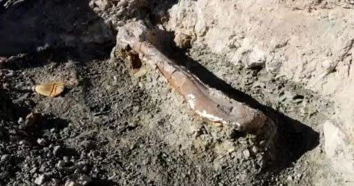 Tibia and fibula of a longneck sauropod dinosaur discovered in southern ...
