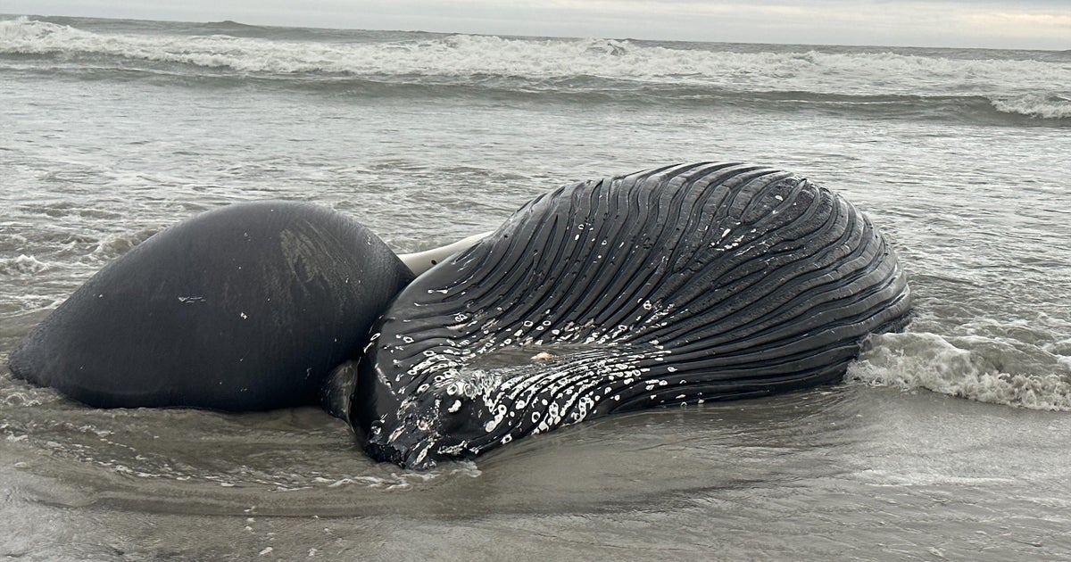 Whale found in Brigantine was struck by a marine vessel, researchers ...