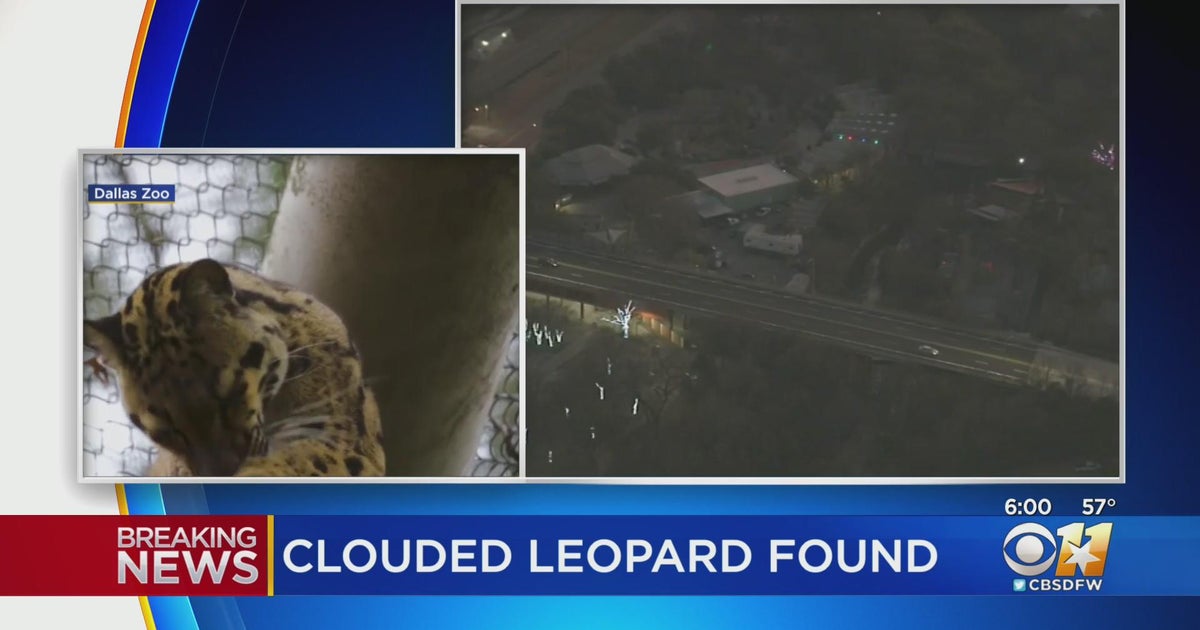 Clouded leopard found after escaping habitat at Dallas Zoo - CBS Texas