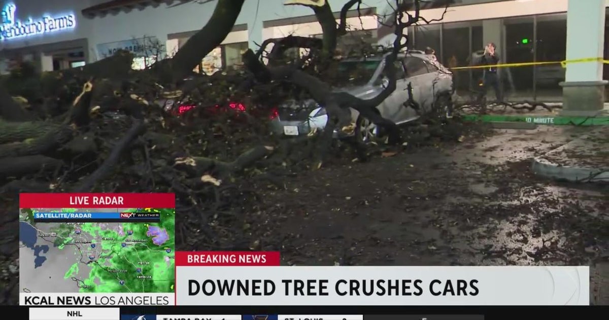 Downed tree crushes nearly a dozen cars in West Hills parking lot - CBS ...