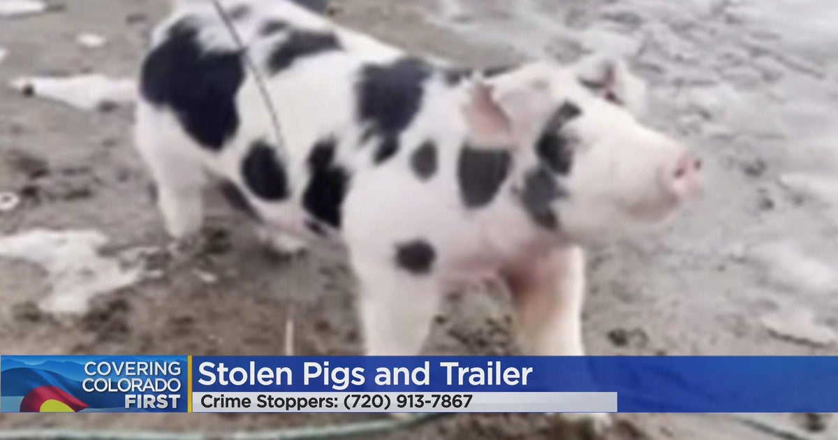 Denver police seeking community's assistance in locating suspect who ...