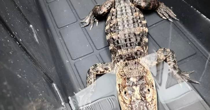 Alligator found abandoned in Neptune, New Jersey: MCSPCA - CBS Philadelphia