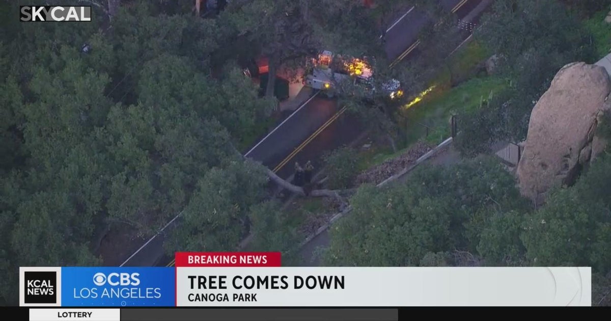 Downed tree blocks Canoga Park road - CBS Los Angeles