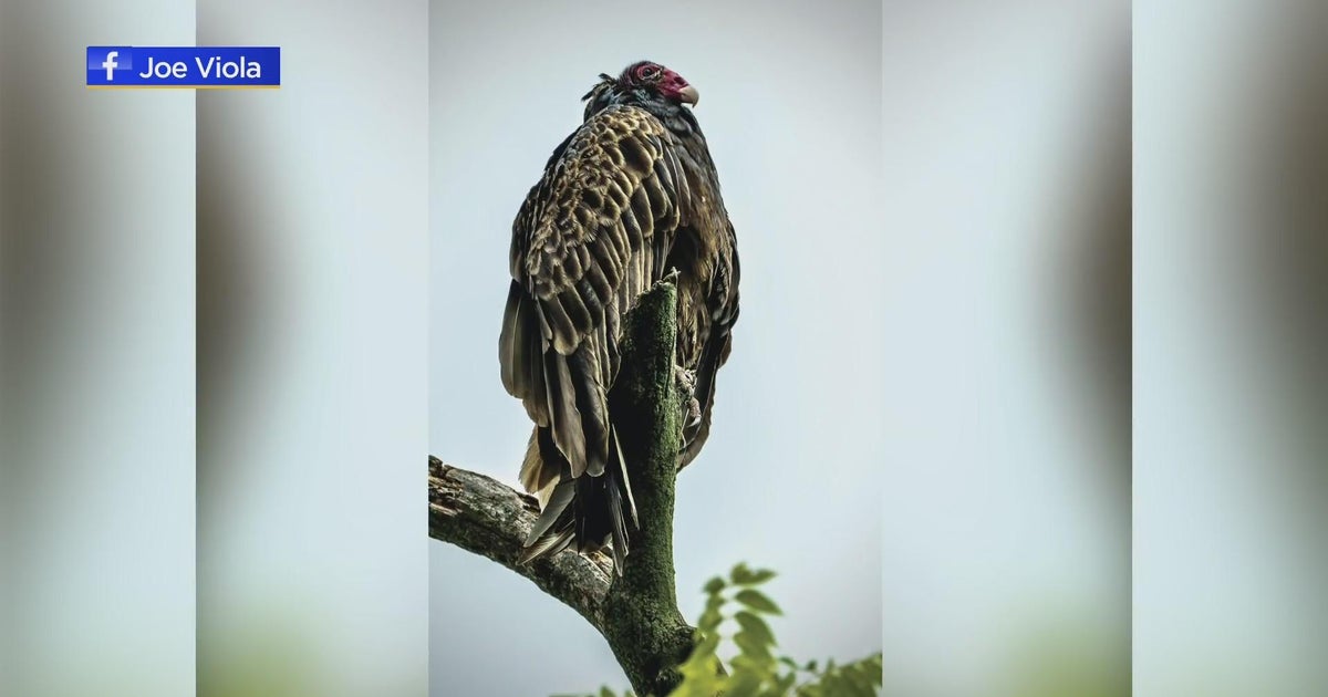 Will County Forest Preserves 2022 Photo Contest Winner Cbs Chicago