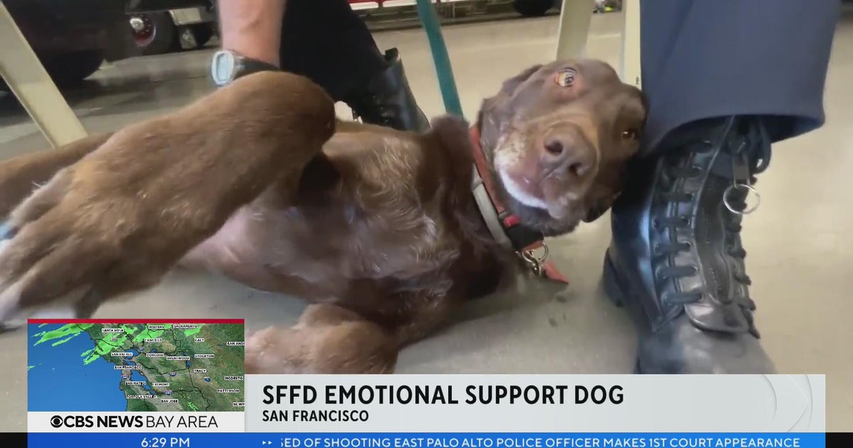 San Francisco Fire Department welcomes new emotional-support fire dog ...