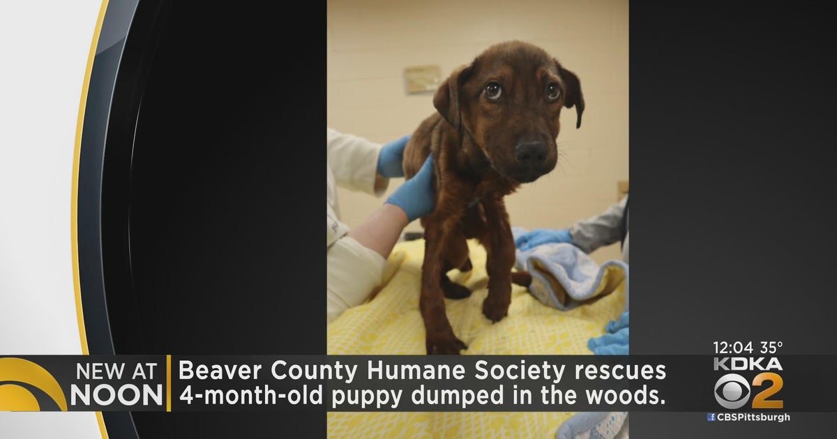 Reward offered for information related to emaciated puppy found in ...