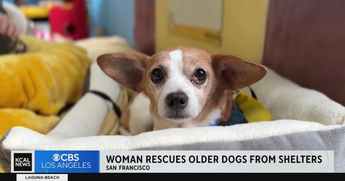 San Francisco woman rescues older dogs from shelters - CBS Los Angeles