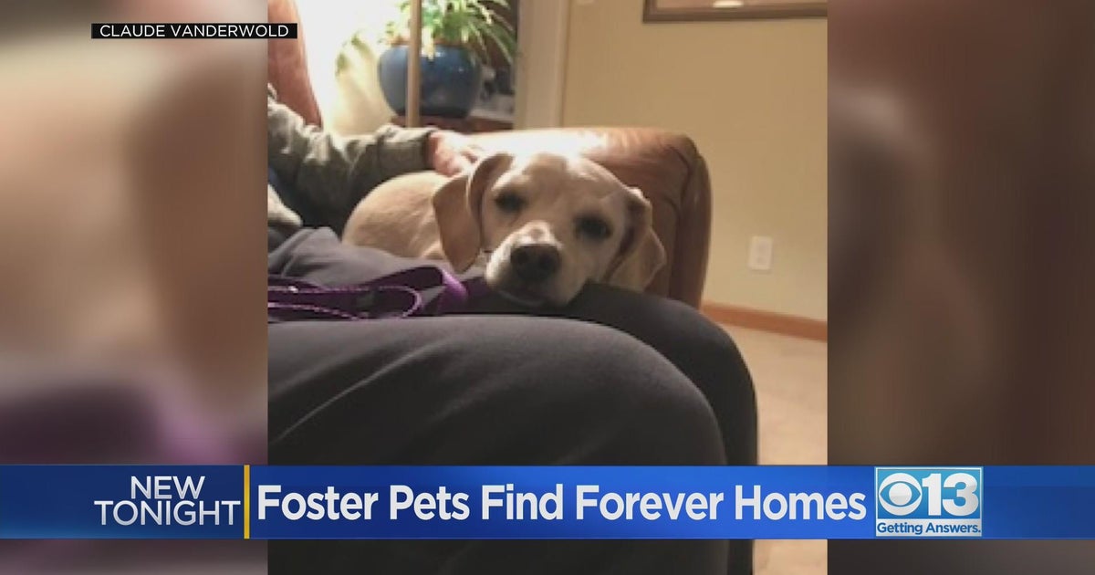 Holiday foster pets find forever homes - CBS Sacramento