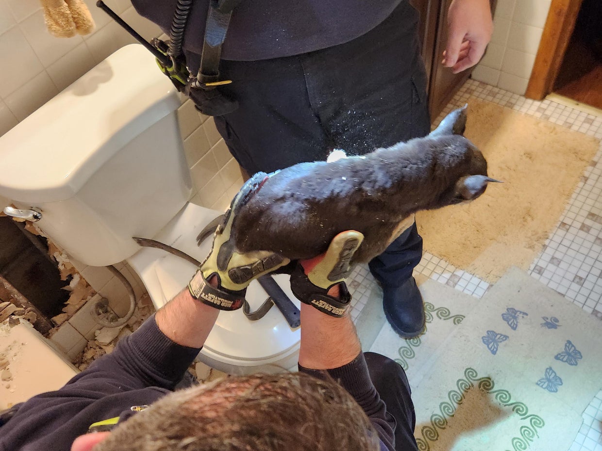 Dog stuck inside wall rescued Oak Park firefighters - CBS Chicago