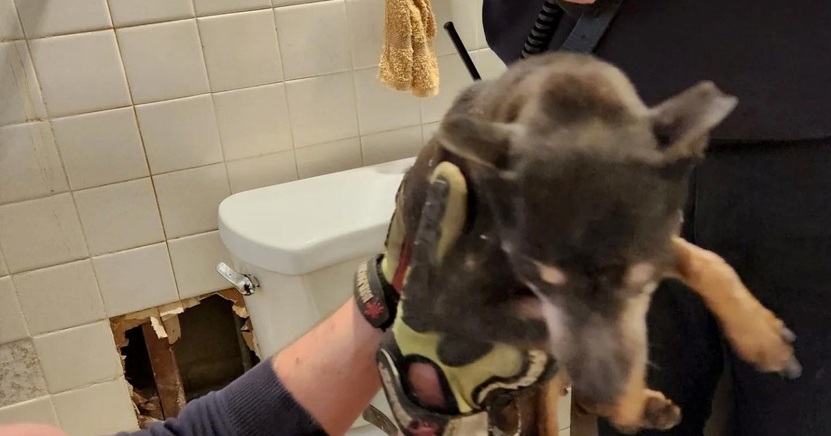 Dog stuck inside wall rescued Oak Park firefighters - CBS Chicago