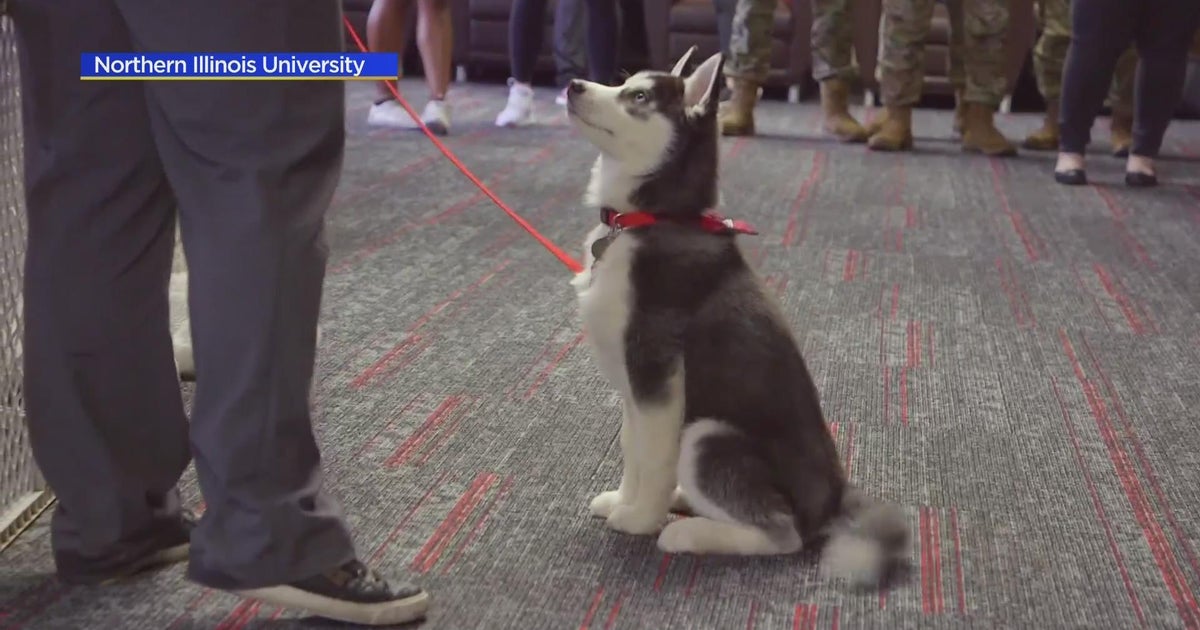 Northern Illinois University introducing newest mascot - CBS Chicago