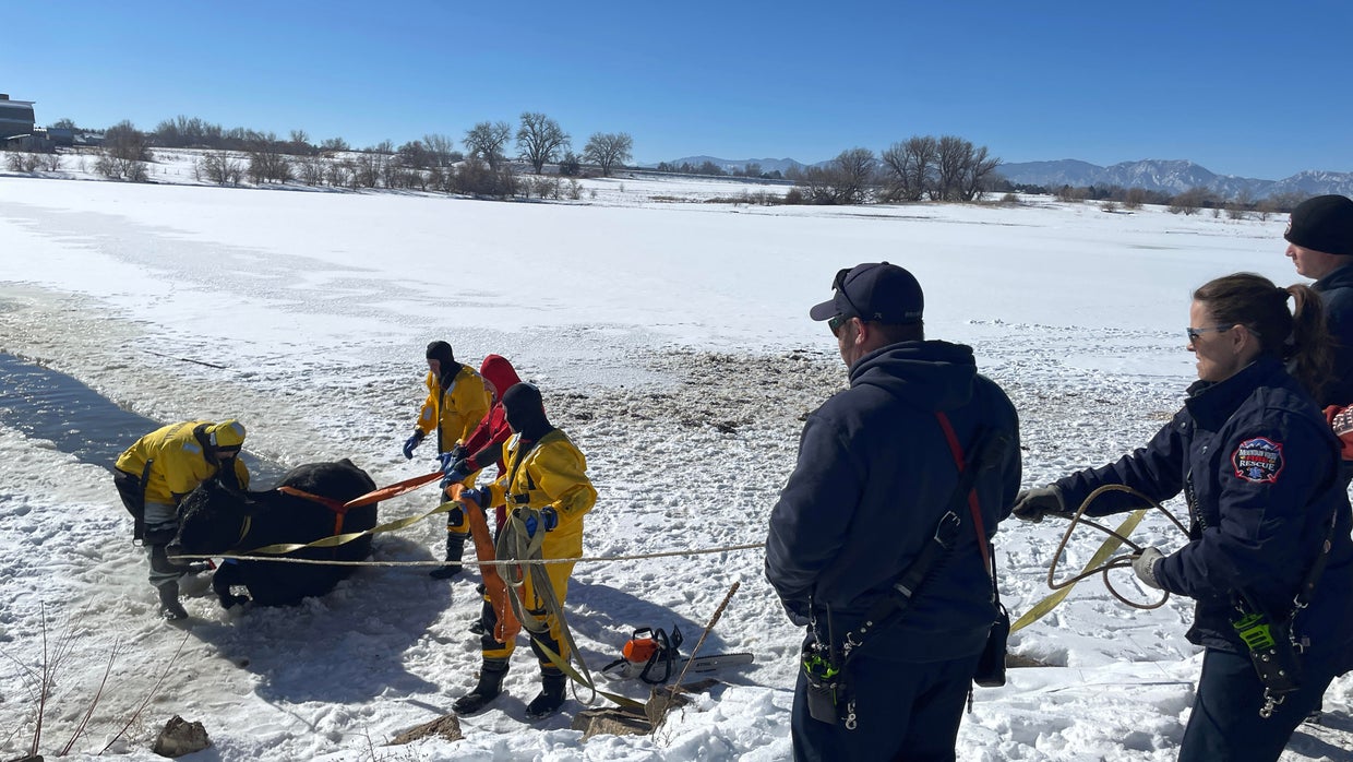 Cow rescued from icy reservoir in Erie - CBS Colorado