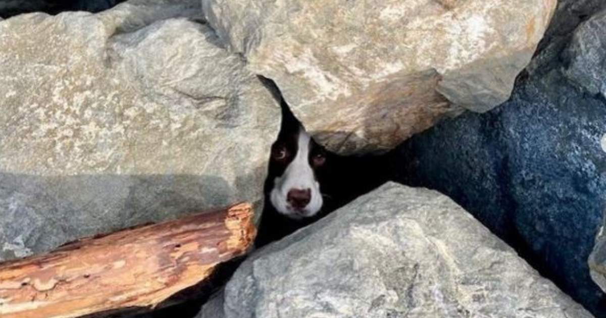 Dog rescued after becoming trapped under rocks on SF's Ocean Beach ...