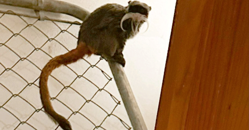 Police find missing Dallas Zoo monkeys alive in abandoned home - CBS Texas