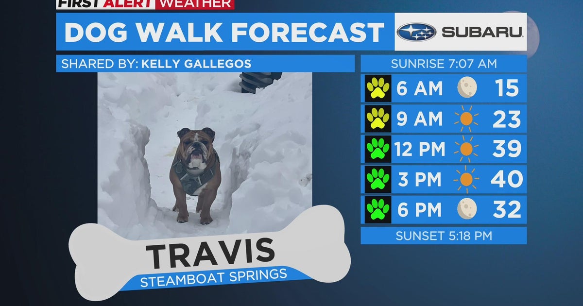Travis the English Bulldog - CBS Colorado