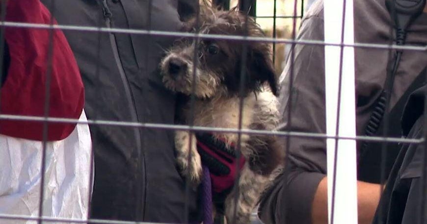 4-year-old found living in house where 41 dogs, other animals seized ...