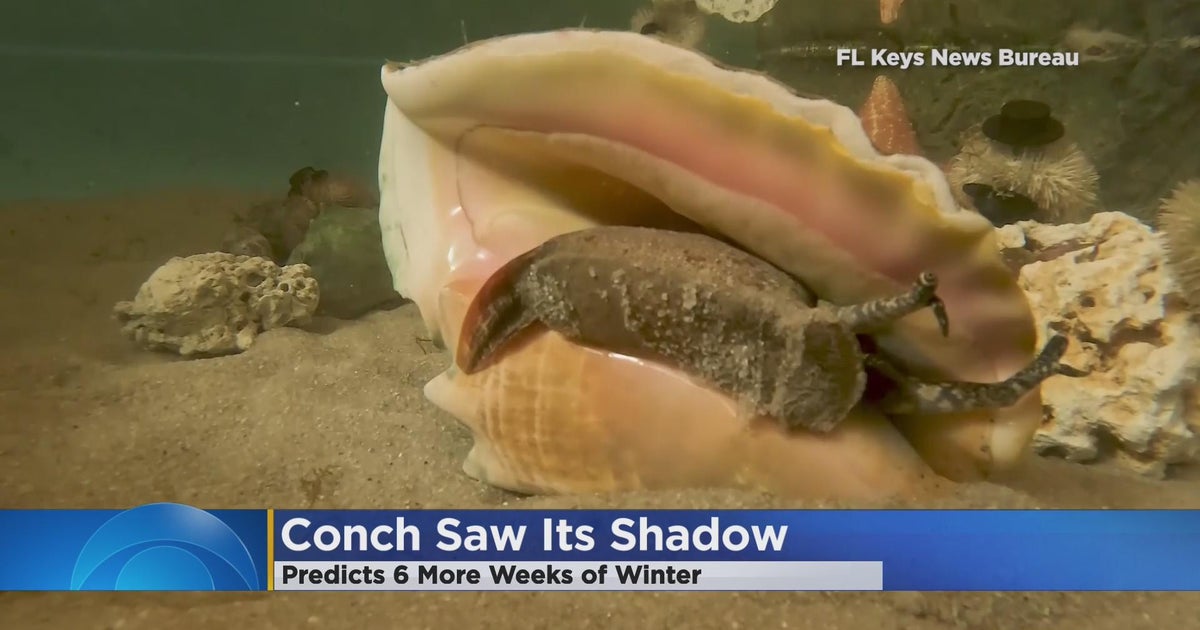 Florida Keys' conch predicts 6 more weeks of winter - CBS Minnesota