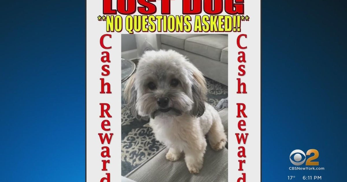 Scammers targeting social media users posting about their missing pets ...