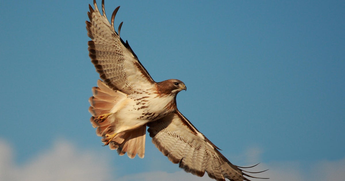 How to help the Blackland Prairie Raptor Center - CBS Texas
