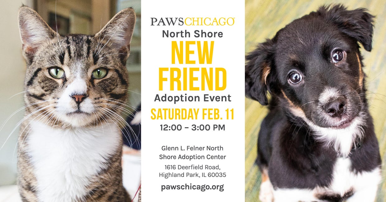 PAWS Pet of the Week: Cabana - CBS Chicago