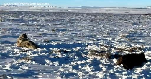 2 gray wolves collared to better understand behaviors for wolf ...