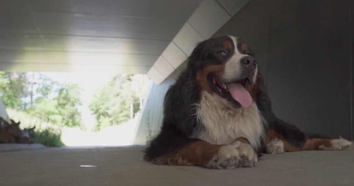 CBS Pet Project: Praise your dog - CBS Philadelphia
