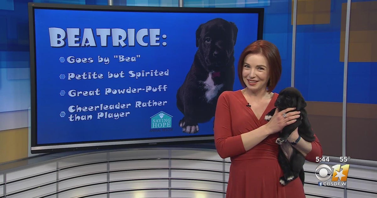 CBS 11 Mornings: Meet your Puppy Bowl players! - CBS Texas