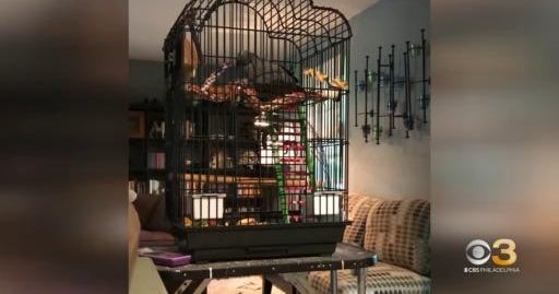 Bird for the Birds: Fly Eagles, fly! - CBS Philadelphia