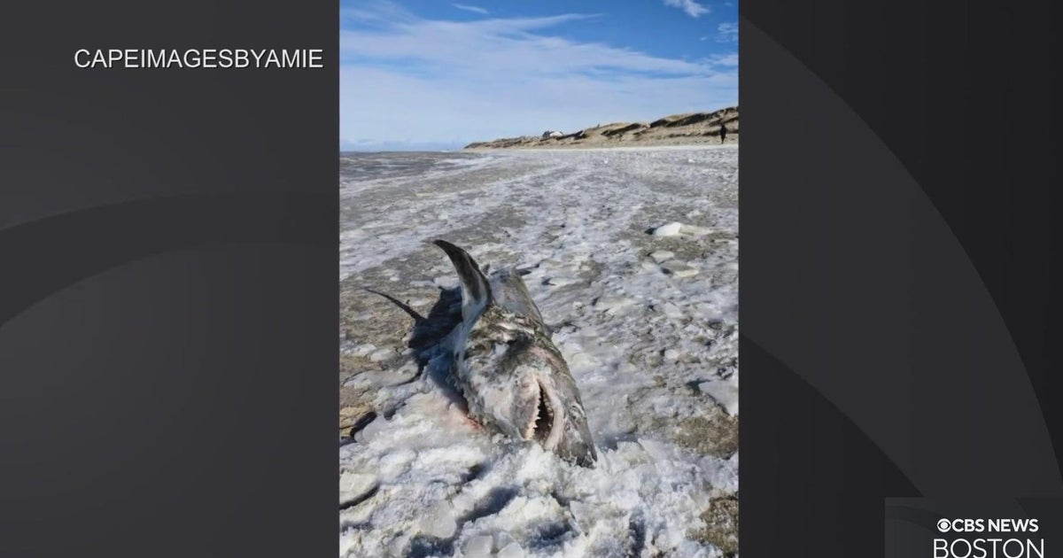 Frozen shark on Cape Cod - CBS Boston