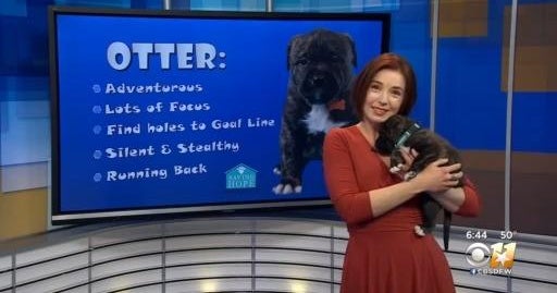 CBS 11 Mornings: Meet your Puppy Bowl players! - CBS Texas