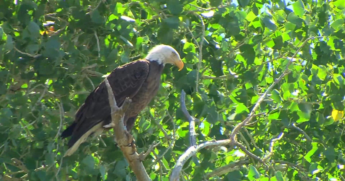 Super Bowl LVII: Montco native trying to save bald eagle population ...