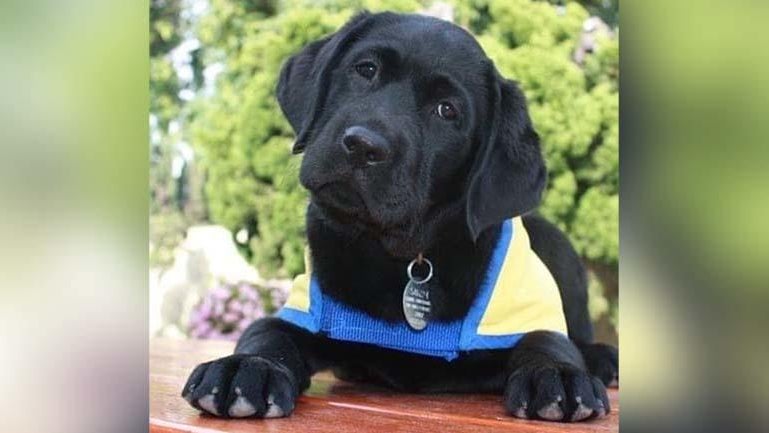 8 service dogs trained in Irving head to new homes after graduation ...