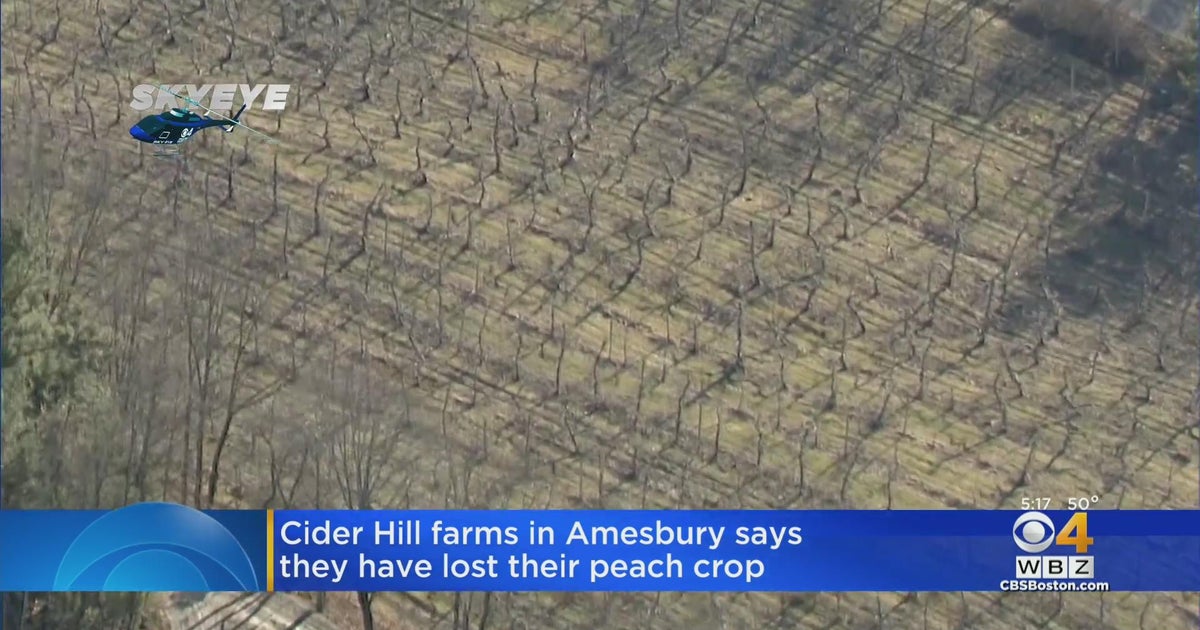Amesbury farm says peach crop likely lost - CBS Boston