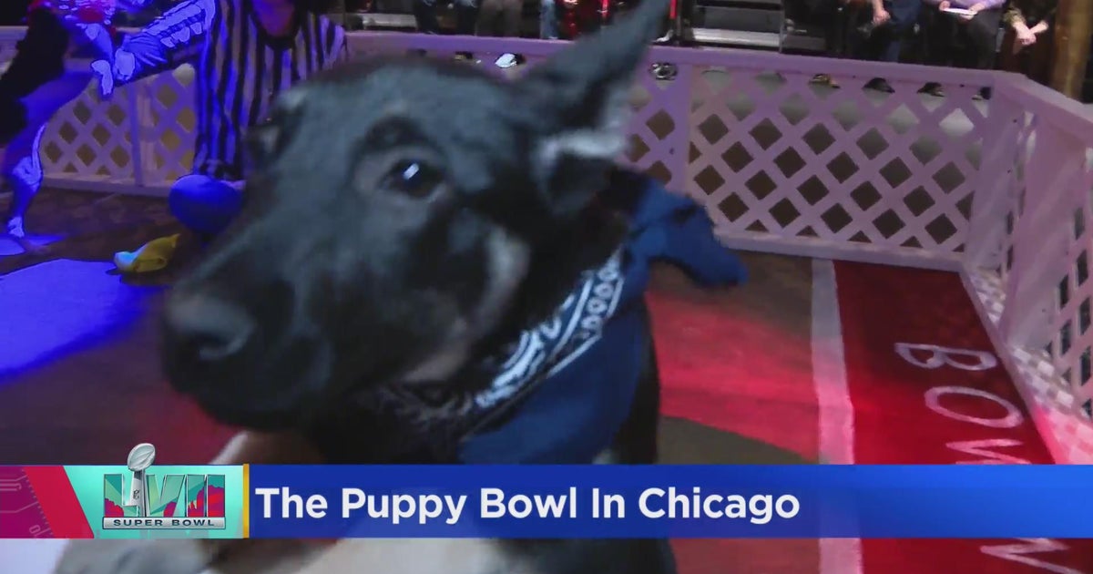 Den Theatre hosts Chicago edition of Puppy Bowl - CBS Chicago