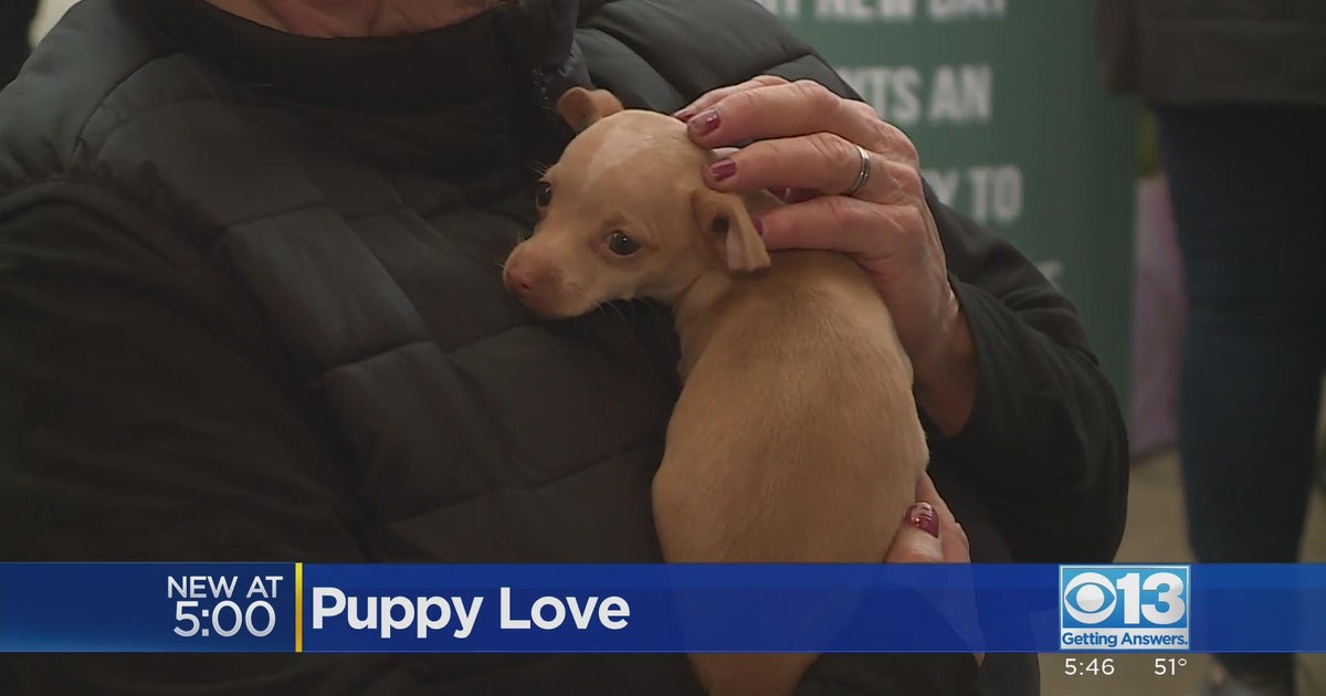 "Puppy Bowl" exposure makes impact at Sacramento SPCA - CBS Sacramento