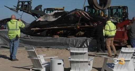 Another dead whale washes up on Jersey Shore - CBS Philadelphia